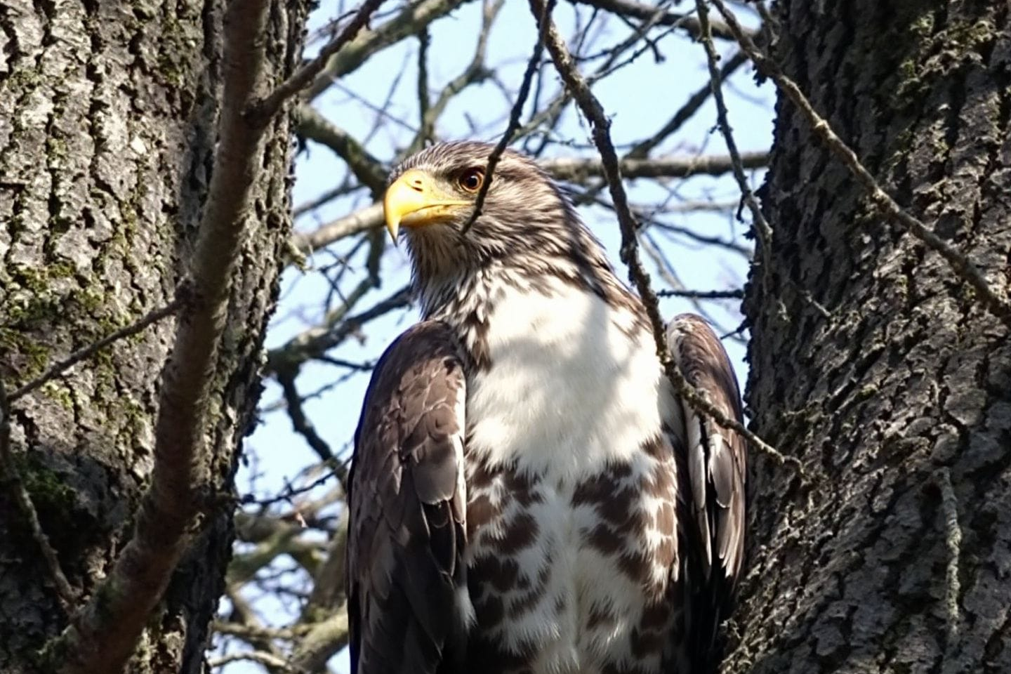Azure AI Speech Service Fast Transcription Tested